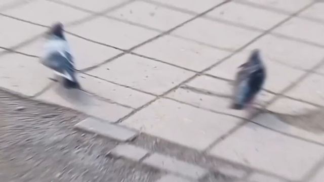 Легендарные голуби, брачные игры, злой голубь, много голубей в городе Солнечногорск.