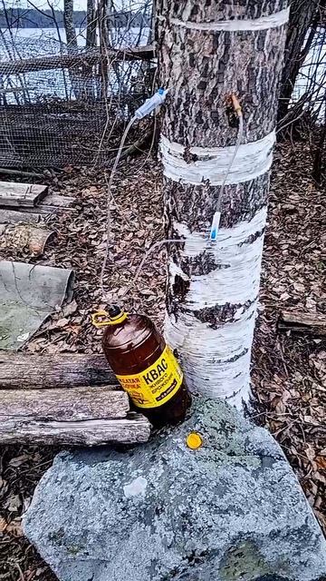 Берёзовый сок