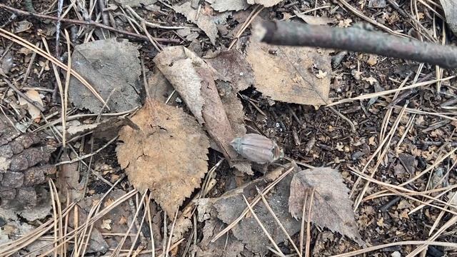 Жучок в лесу, весна 2025 г