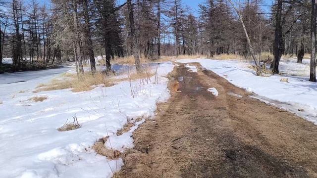 В выходные на реке Угликан  Ола..Рыжий вышел на охоту .