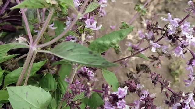 Короткая история про ос и Базилик