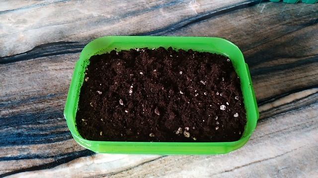 🌱Сеем колеус🌱Пакетик с сюрпризом)🌱Советы непрофессионала🌱