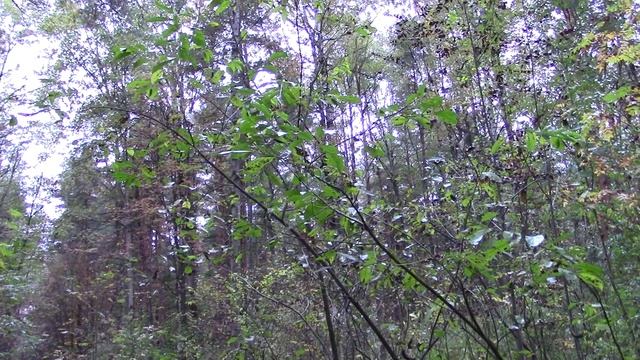 ЦАРСТВО ПАПОРОТНИКА В ПИСКАРЕВСКОМ ЛЕСОПАРКЕ (1)