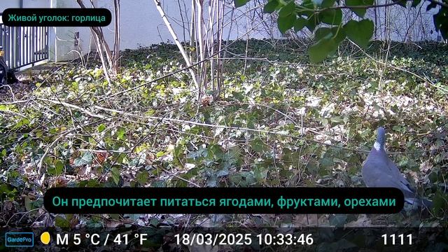 ВЯХИРЬ: Как стать истинным гурманом среди голубей