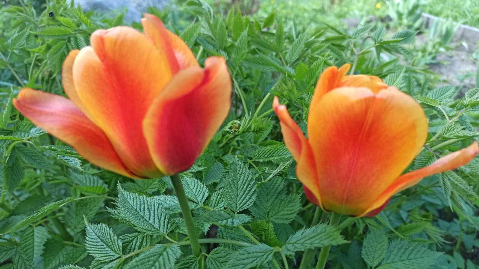 Такие разные прекрасные тюльпаны