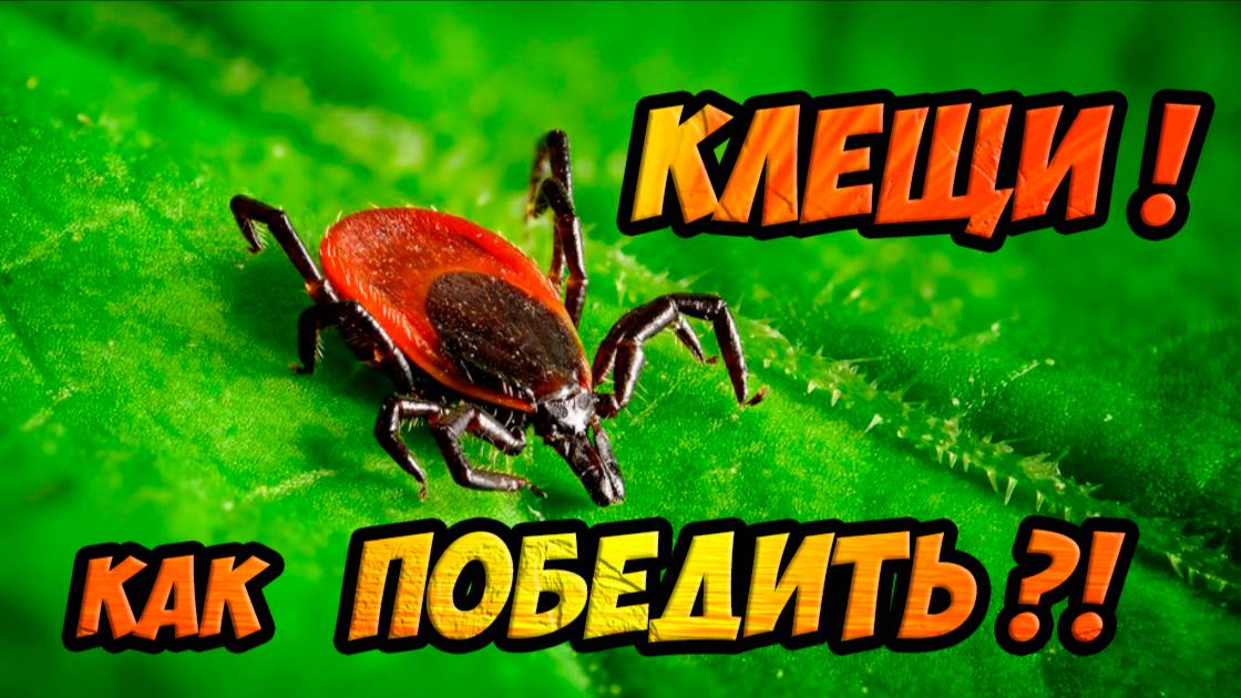 Клещи! Как бороться и побеждать?!