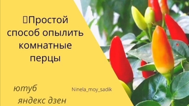 Простой способ опылить декоративные перцы в условиях квартиры.
