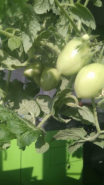 А на перезимовавшем томате уже помидорки)