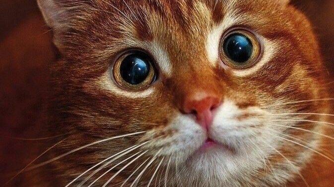 #Кот #тренировка #животные #топкатегорий