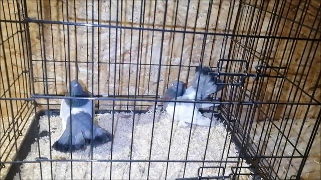 Приобрел Урюпинских статных голубей