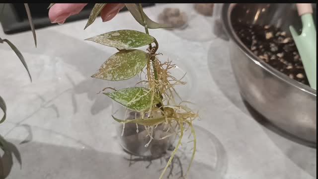 КАК ПОСАДИТЬ ХОЙИ✅ Смешиваю грунт