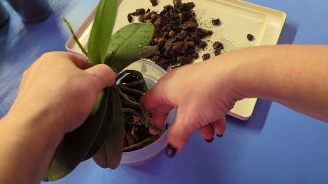 Орхидея Sponge Bob peloric (Спанч Боб ) ращу с размера 1.7..пересадка..21-04-2025