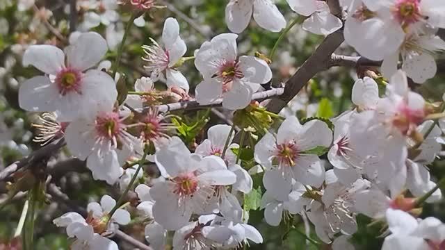 Смородина, сирень и вишня 🍒 цветут.