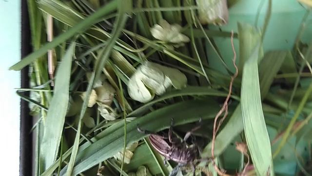 мой жук усач злится