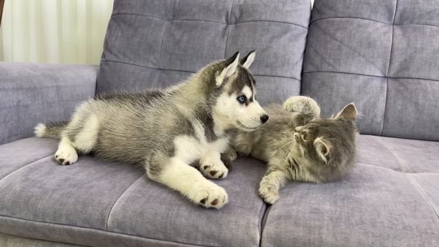 Щенок хаски впервые встречает котёнка!