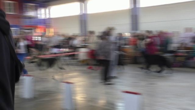 Кобели открытого класса