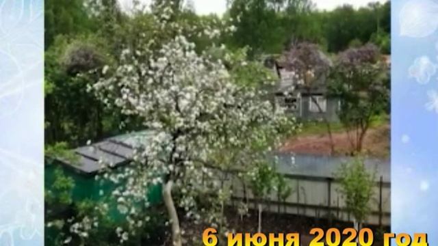 Как красиво цвет клубника. Хроника 6 июня 2020 год