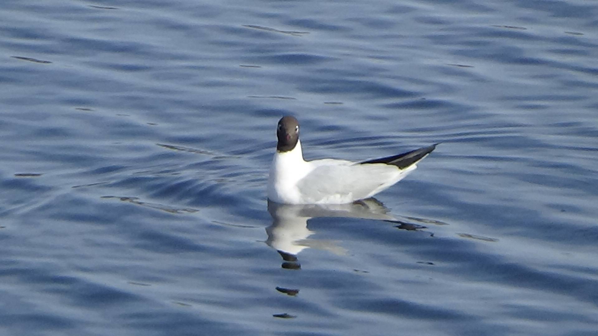 21.04.25 уДача -дача. ОБРАБОТАЛА САДОВУЮ КЛУБНИКУ.