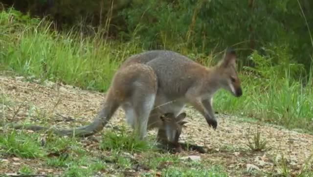 1_ДНК_и_истинная_причина_заболевания,_Барбара_ОHил