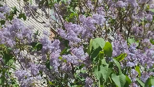 Весенняя красота.