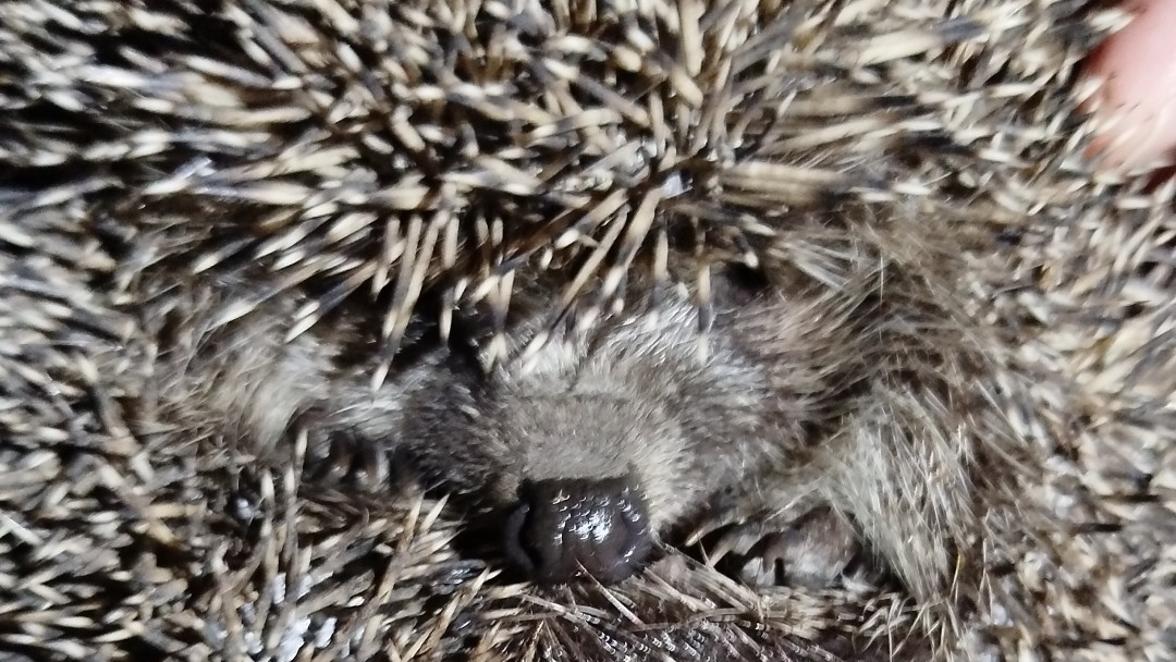 Гуляем с папой,встреча с ёжиком! ВЛОГ