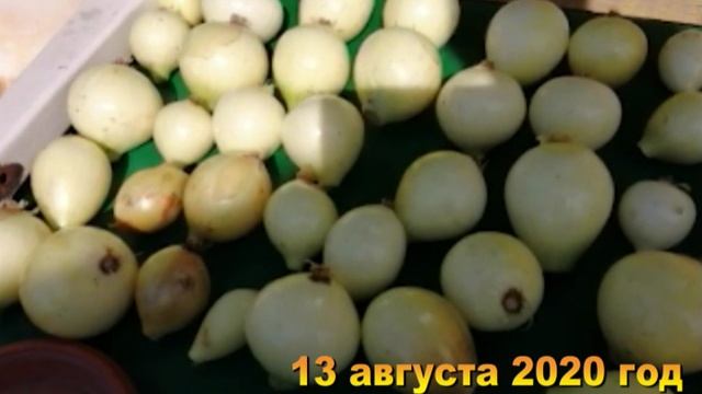 Насушила малины. Загрузила морозилку на зиму. Хроника 13 августа 2020 год