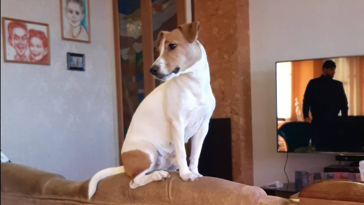 ЗАВЕДИТЕ ДЖЕК РАССЕЛА И СКУЧАТЬ БУДЕТ НЕКОГДА