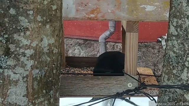 Дрозд в кормушке