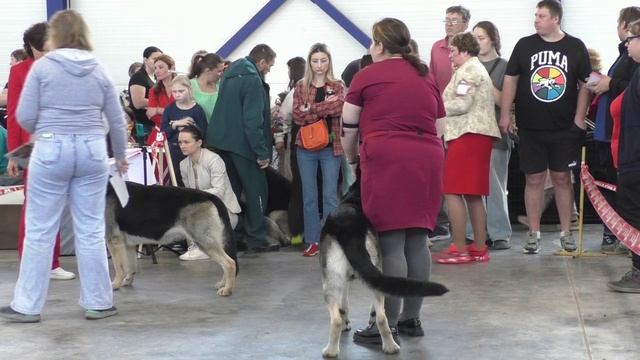 Кобели рабочего класса