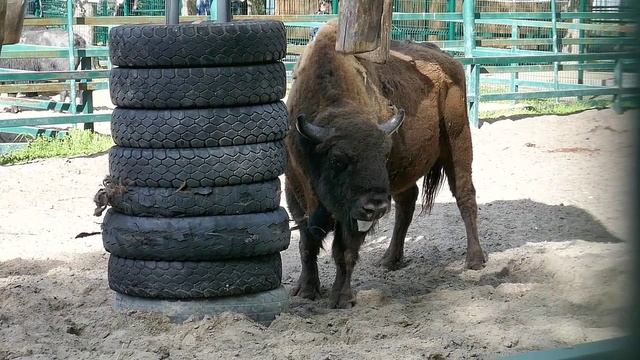 Бык злится, силу пытает.