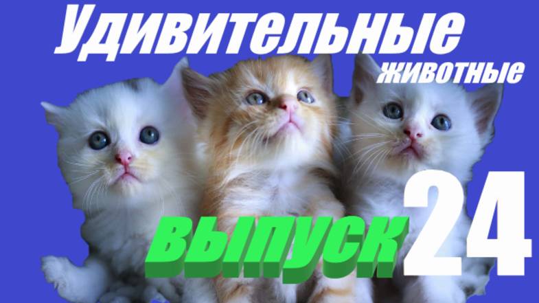 Удивительные животные выпуск 24