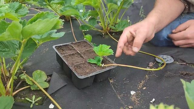 Укоренение усов🥸 земляники - клубники.🍓