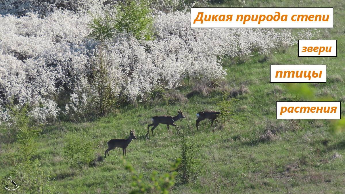 Цветущие овраги. Косули, ворон, канюк, барсук, варакушка. 20.04.25