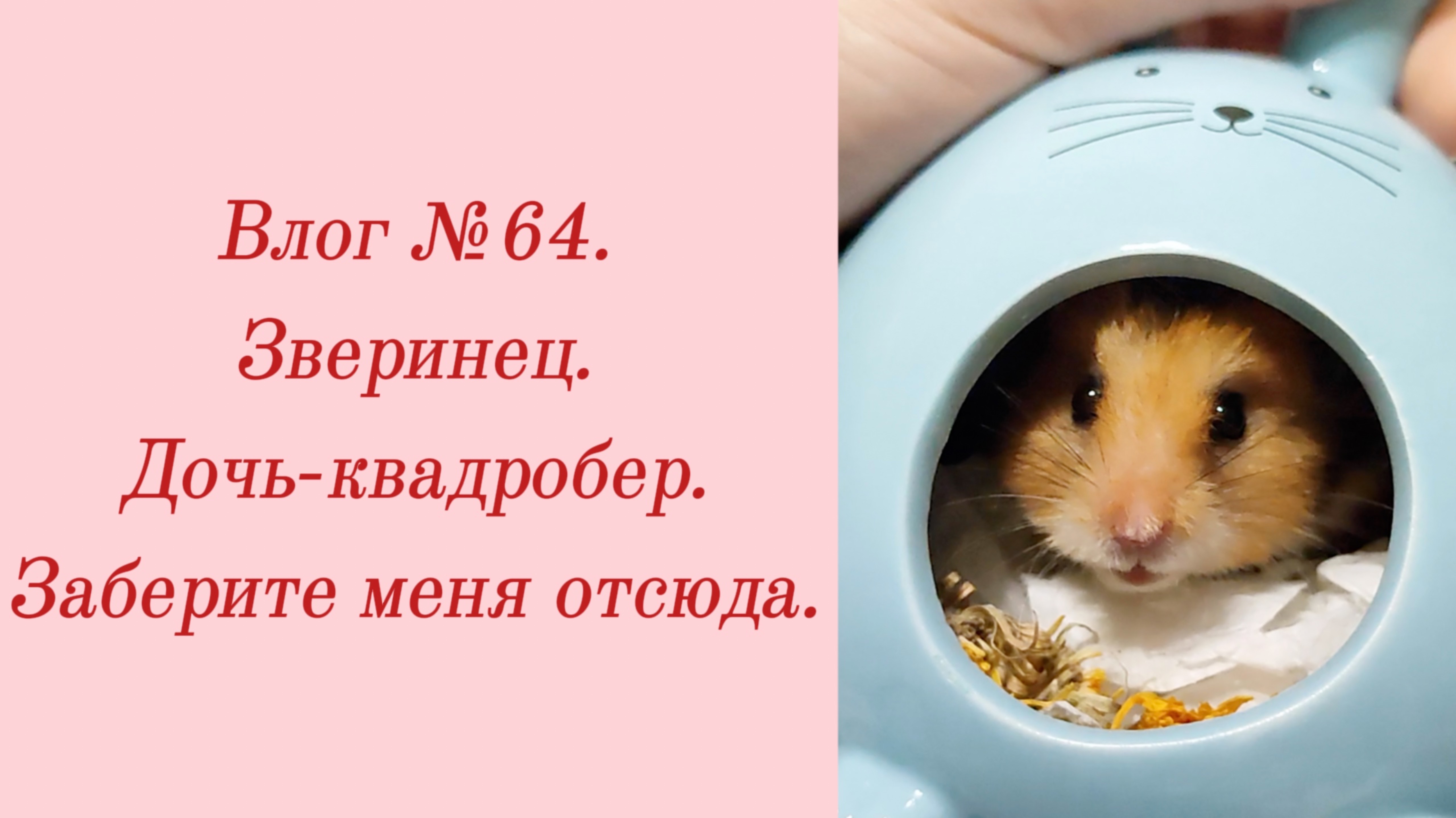 Влог №64. Зверинец/ Дочь-квадробер/ Заберите меня отсюда. 11-13 ноября 2024.