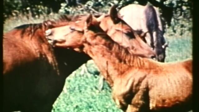 клип Кымызы Юлгилдина