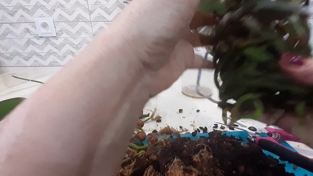 Пересаживаю три орхидеи, а сама не верю, что делаю это.mp4