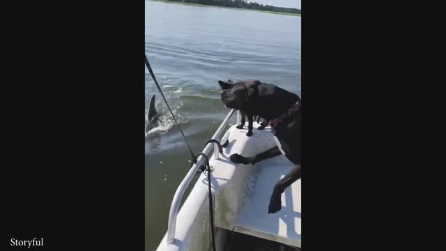 Самые смешные видео С ЖИВОТНЫМИ 2025 Года, которые определенно скрасят Ваш День😍