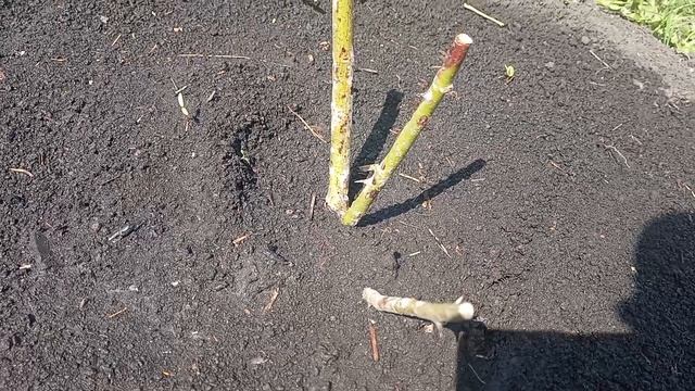 Отличный способ укрытия капусты от блошки ранней весной. Всё начинает всходить. Посевы продолжаются