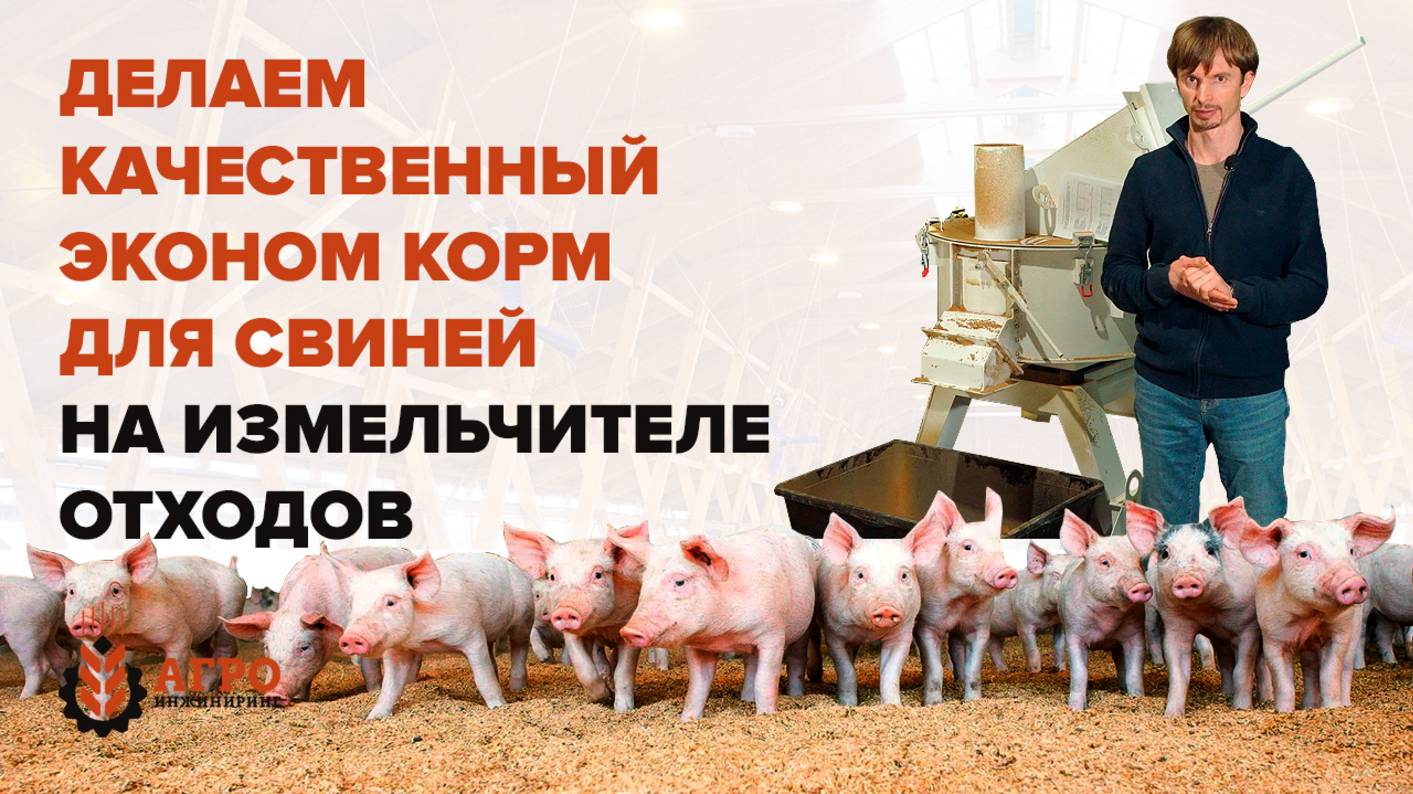 Как сэкономить на корме для свиней с помощью силового измельчителя.