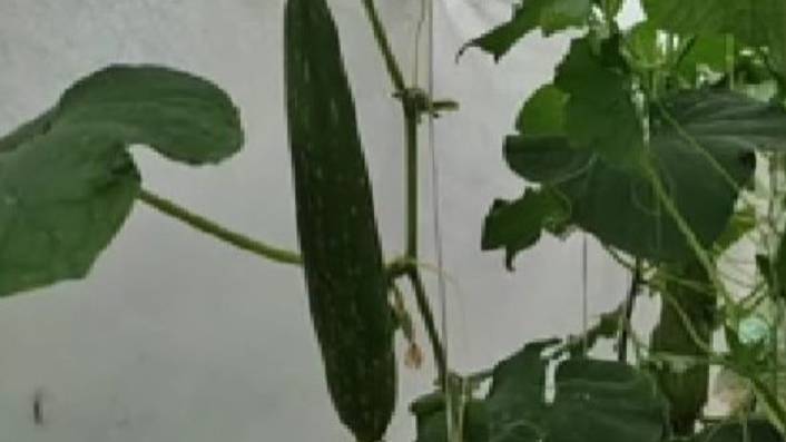 Пробую Люффу, когда она еще не дозрела