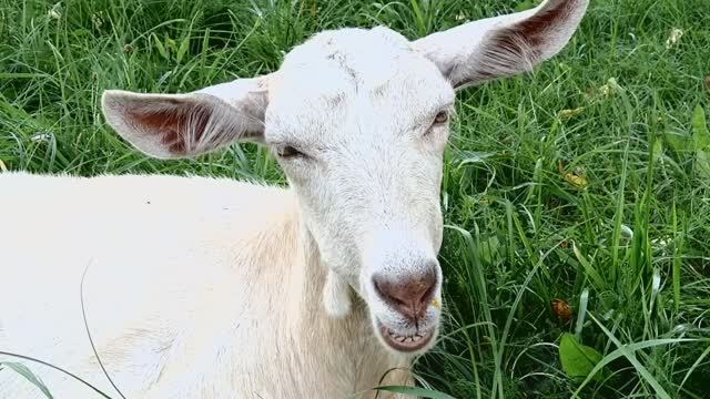 Козы,бараны,телёнок