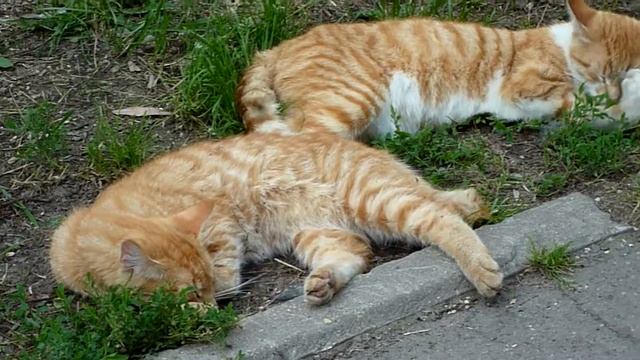 Сабай и Санук