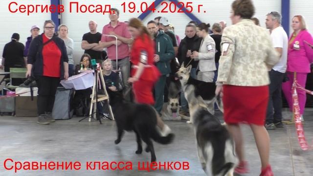 Сравнение  класса щенков