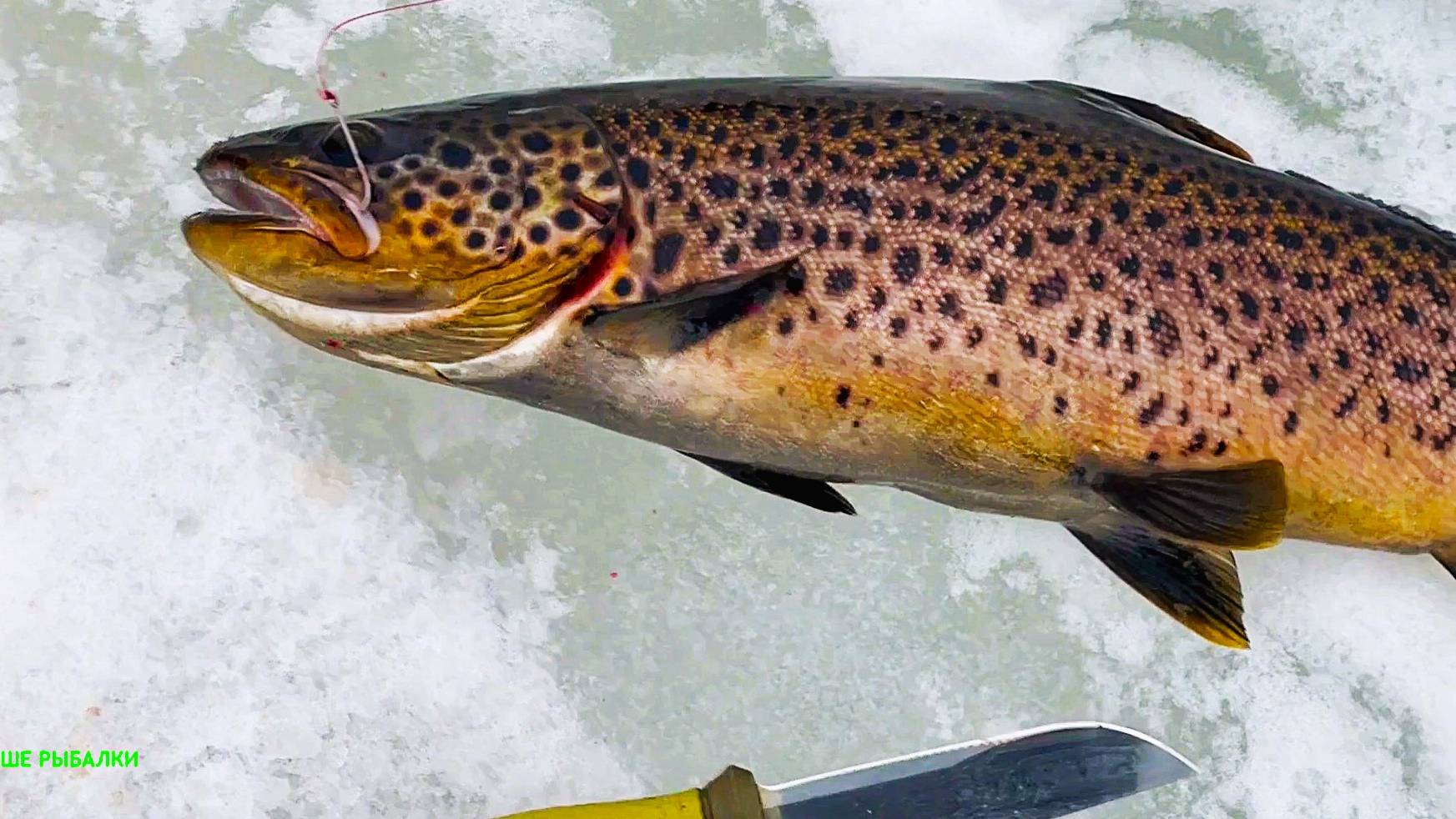 ПОЙМАЛИ ВСЕХ! Кумжа. Сиг. Щуки. Налимы. Весенняя рыбалка в Мурманской области.