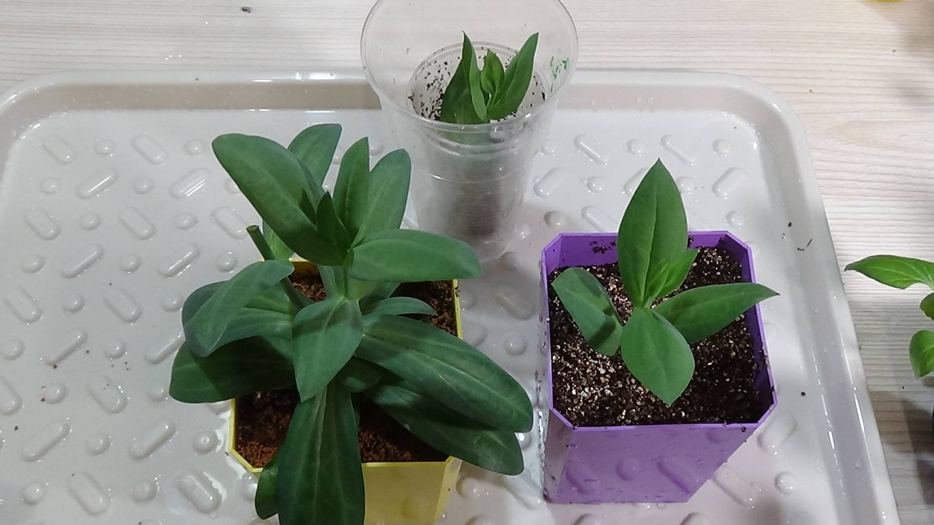 УКОРЕНЕНИЕ ЭУСТОМЫ