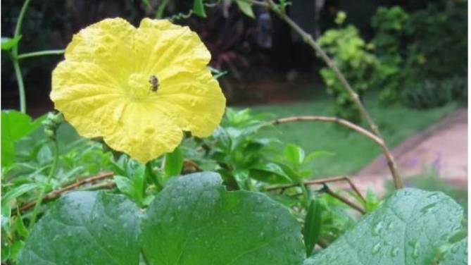 Что случилось с семенами Люффы через сутки после замачивания