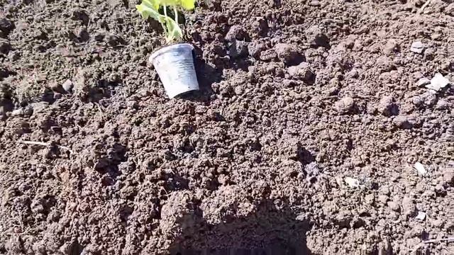 Высаживаю саженцы клубники Джоли