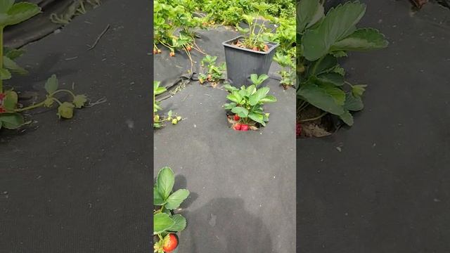 🍓Флорида бьюти - супер сладкий нейтрал🤤 Земляника -клубника на вашем участке.