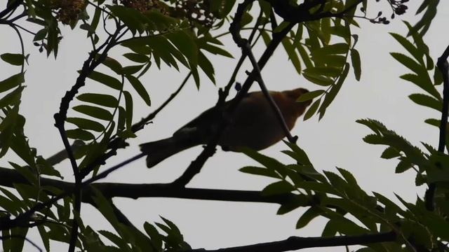 Пение зяблика (Fringilla coelebs).Черноголовка, Институтский проспект. 5 июня 2021.