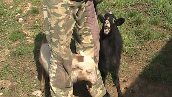 В ХОЗЯЙСТВЕ НОВАЯ ЖИВНОСТЬ! КАК БУДУТ ЖИТЬ ОВЦЫ В МОЕМ ХОЗЯЙСТВЕ - ПРАКТИЧЕСКИ НА САМООБЕСПЕЧЕНИИ!